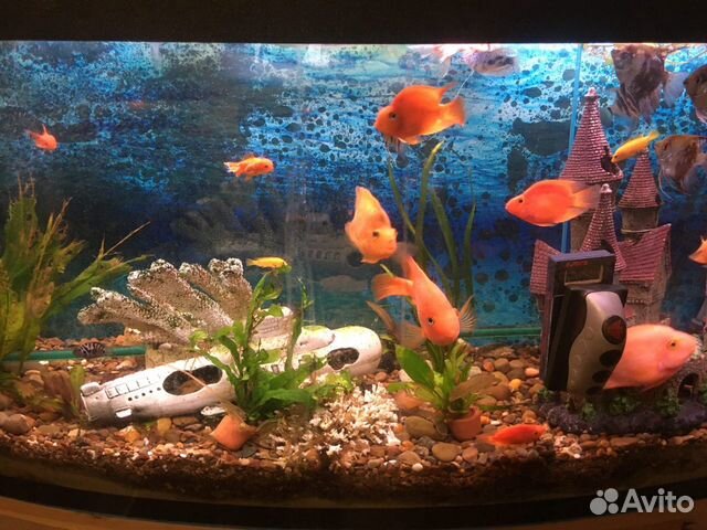 Отдам рыбок