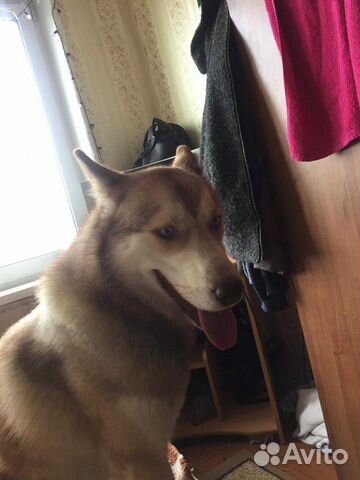 Хаска потерялся