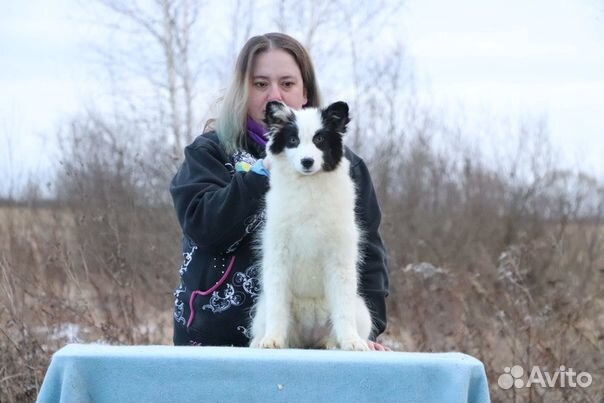 Якутская лайка