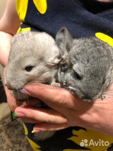 Шиншилла малыши