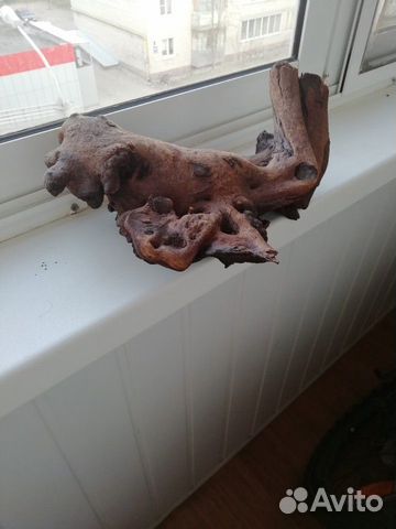 Коряга мангровая