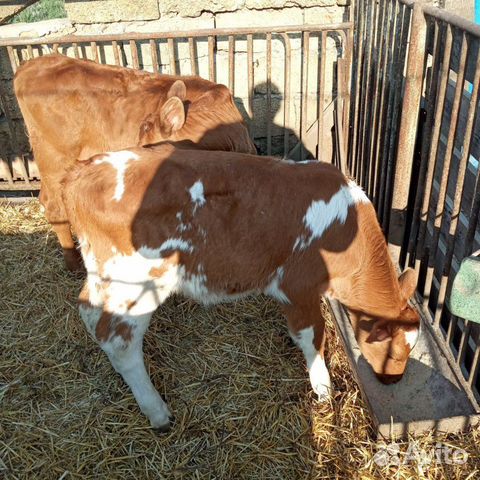 Продам два бычка