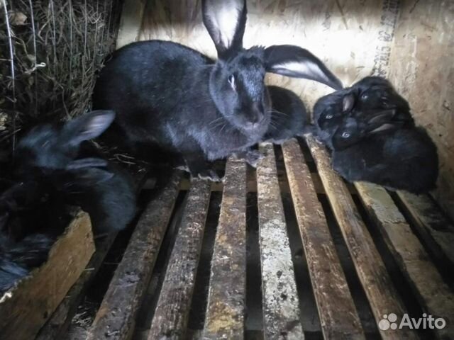 Кролики помесные