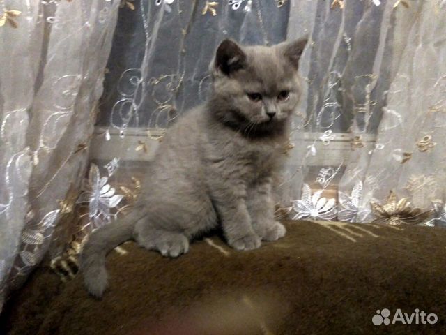 Британские котята