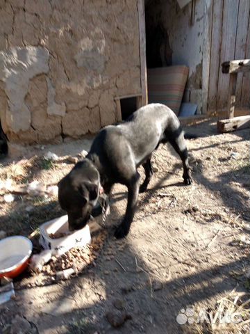 Помесь с лабрадором. кобель