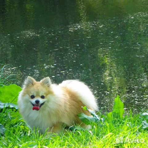 Шпиц лисёнок Вязка