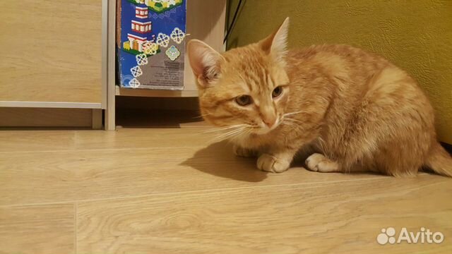 Котёнок в добрые руки