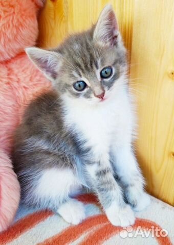 Котенок Розочка ищет дом