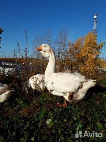 Продаются холмогорские гуси