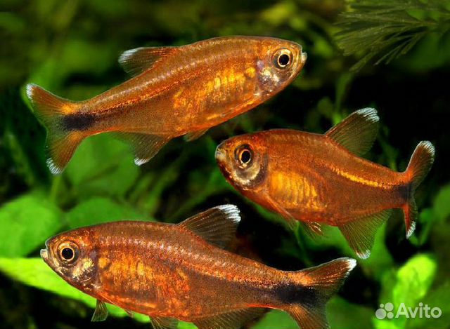 Тетра медная (хасемания)