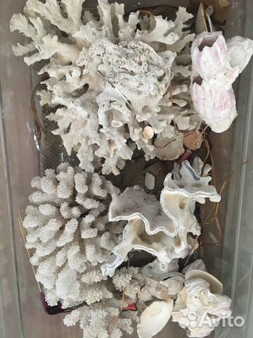 Кораллы для аквариума