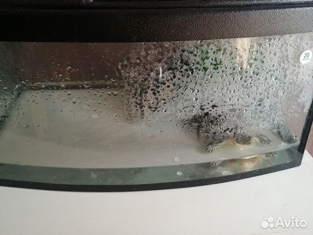 Отдам черепаху