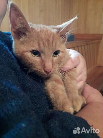 Рыжий котёнок