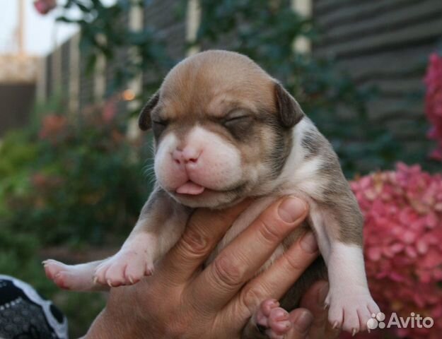 American Bully 20.09.20