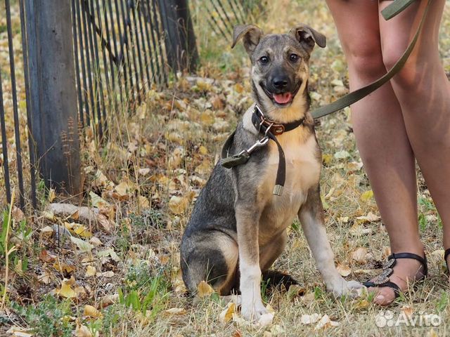 Очень ласковая Альма Овчарка