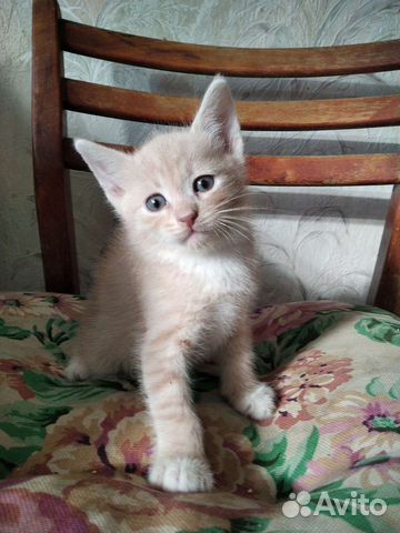 Котёнок метис