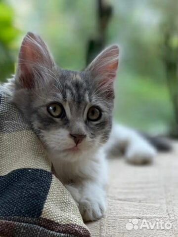 Трёхцветный котёнок сибирской кошки в дар