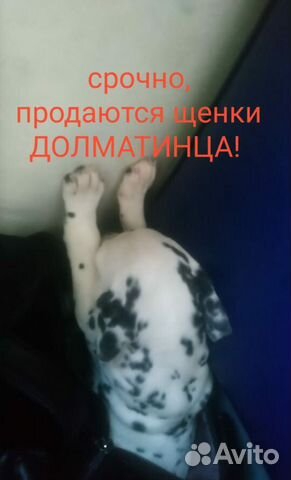 Далматинцы