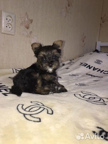 Йоркширский терьер щенки