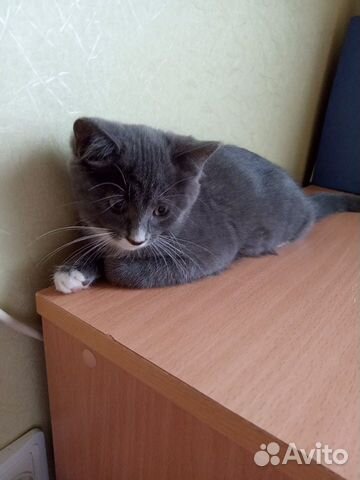Котята девочки воспитанные приученные к лотку