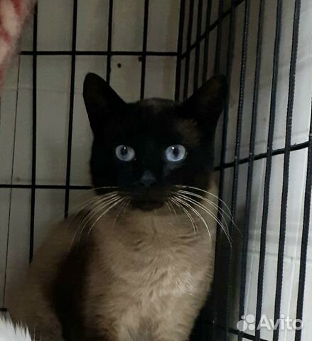 Молодой сиамский котик в дар