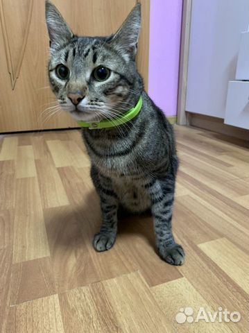 Найдена кошка