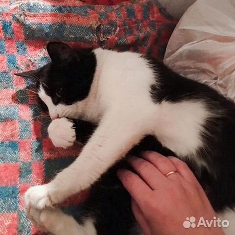 Кошка Марта ищет семью