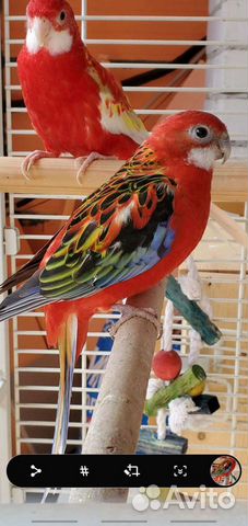 Пара Розелл