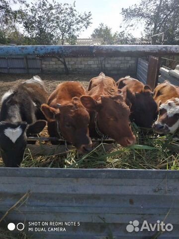 Тёлочки и Корова