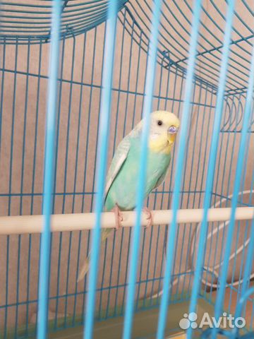 Волнистый попугай