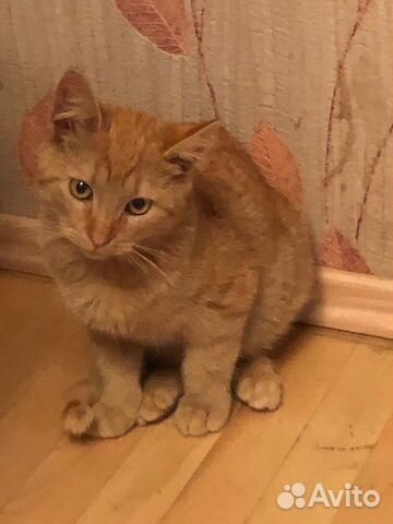 Котенк в хорошие руки