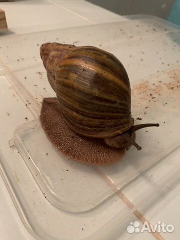 Улитка гигантская Архахатина