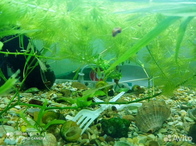 Улитки катушки