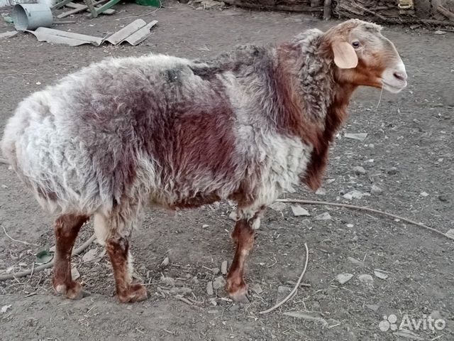 Баран