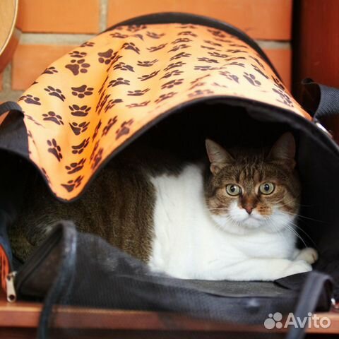 Муся, оставили в переноске с запиской