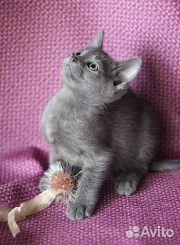 Голубой котенок мальчик