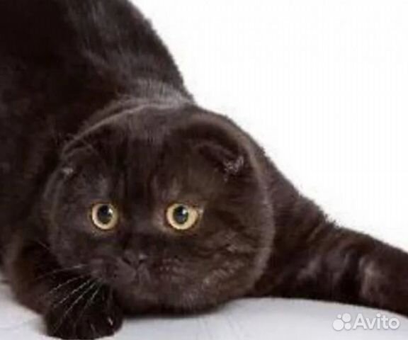 Веслоухий шотландец