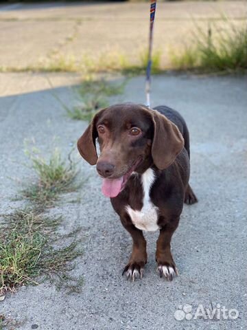 Такса (метис) ищет заботливую семью