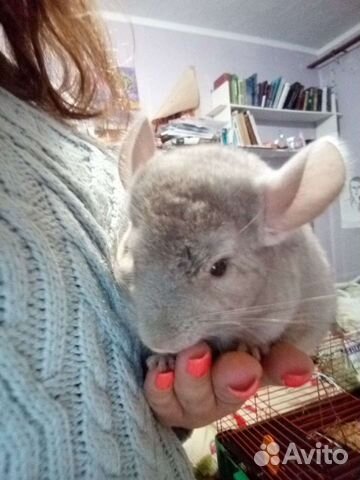 Продам шиншиллу. Мальчик 3 месяца