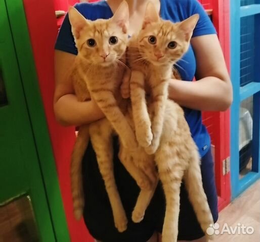 Котята Апельсин и Мандарин, 7 месяцев (из приюта)