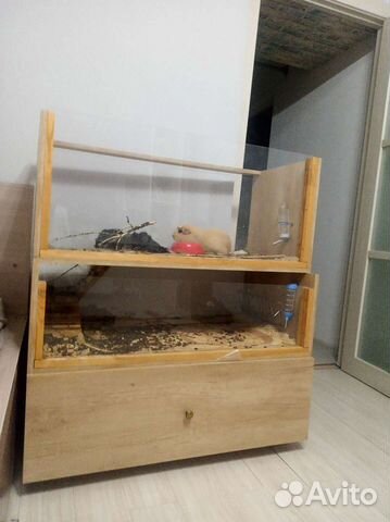 Продам две морские свинки со стелажом