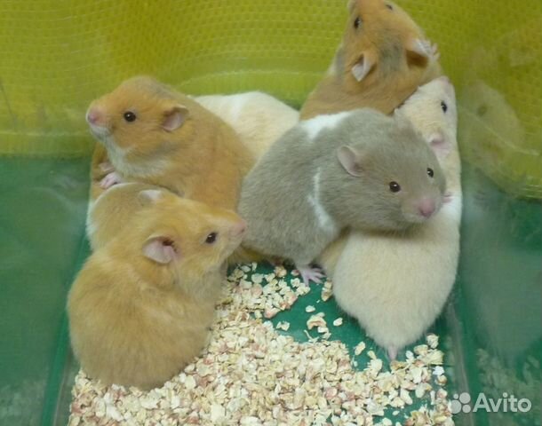 Сирийские Хомяки Редкие Ручные