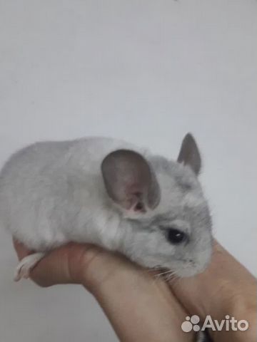 Шиншилла