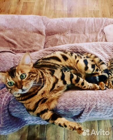 Вязка бенгалького котика