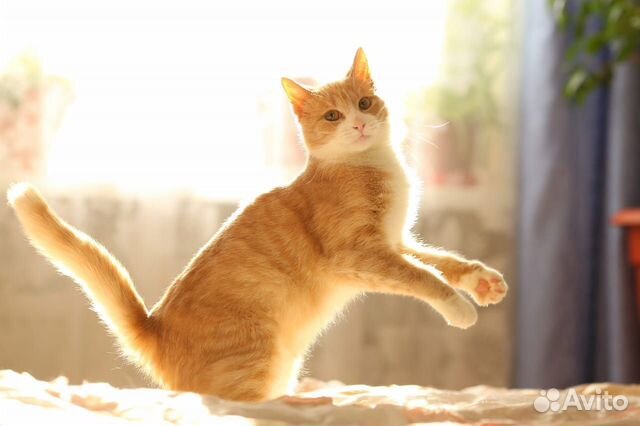 Чудесный Кирюша в добрые руки