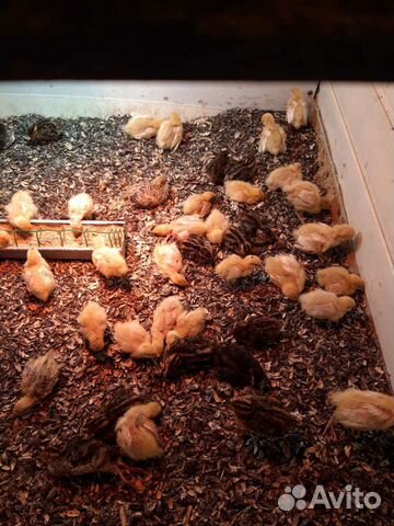Цыплята перепелов суточные