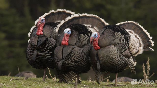 Продаются индюки