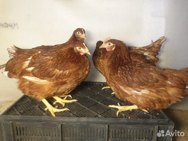 Куры Оптом Пермь