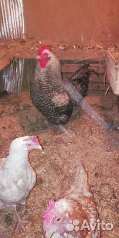 Продам молодого петуха