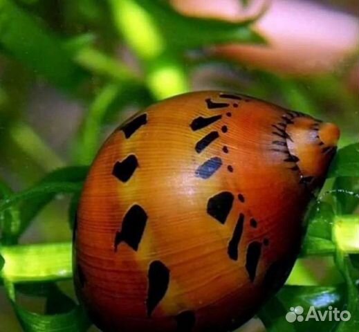 Улитка неретина красноточечная бесплатно